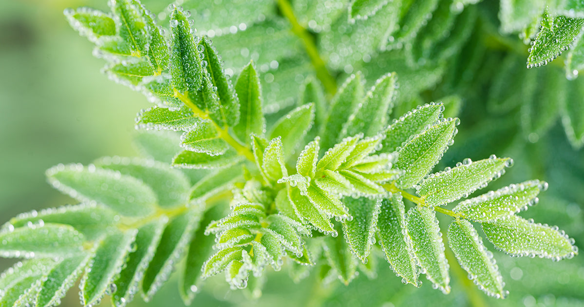 11 Herbs You Need to Know for Immune Support