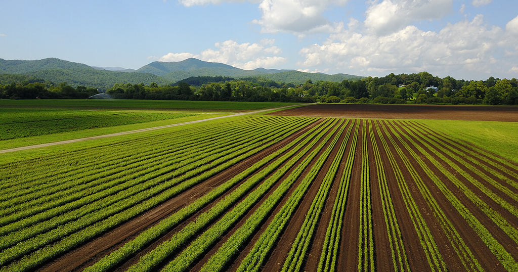 2020 Highlights: Social & Environmental Impact | Gaia Herbs: Gaia Herbs®