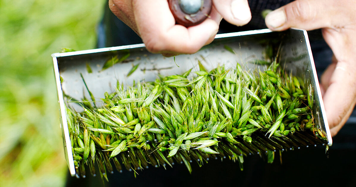 Fresh Herb Extracts: What They Are & What You Should Know