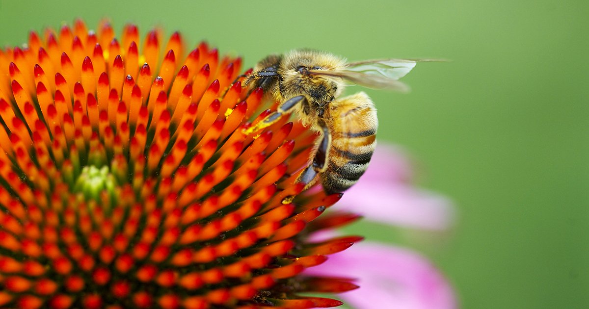 Pollinators 101: Importance and Role of Pollinators: Gaia Herbs®