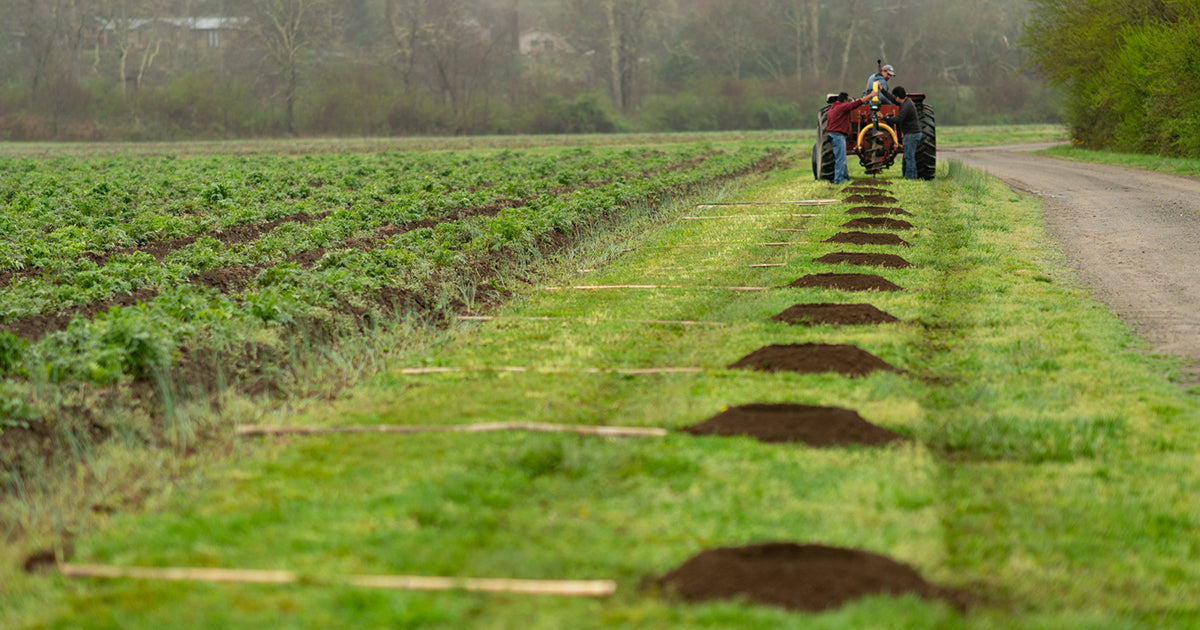 6 Tips for Growing Healthy Trees from the Start: Gaia Herbs®