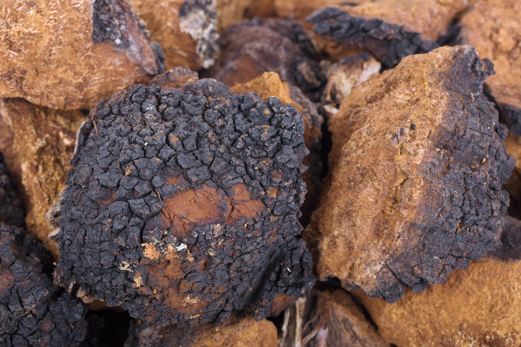 Chaga Mushroom Benefits, Usage, and Side Effects: Gaia Herbs®