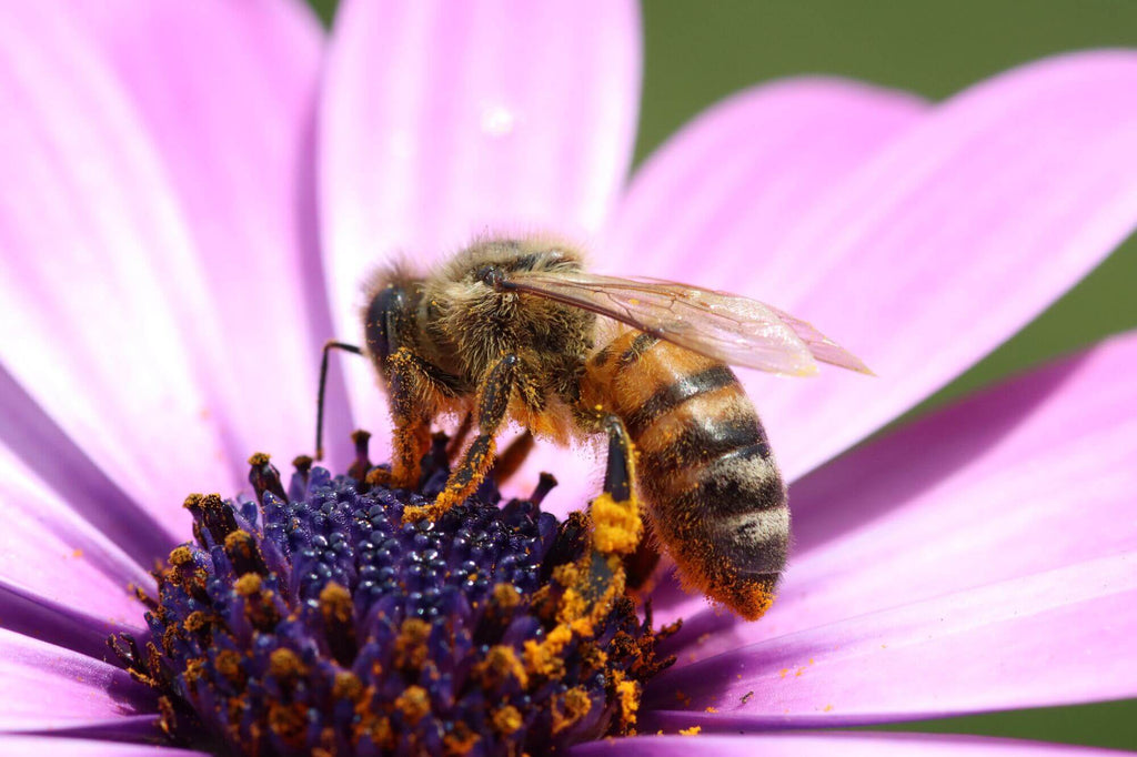 How Different Types of Pollinators Affect Herbs: Gaia Herbs®