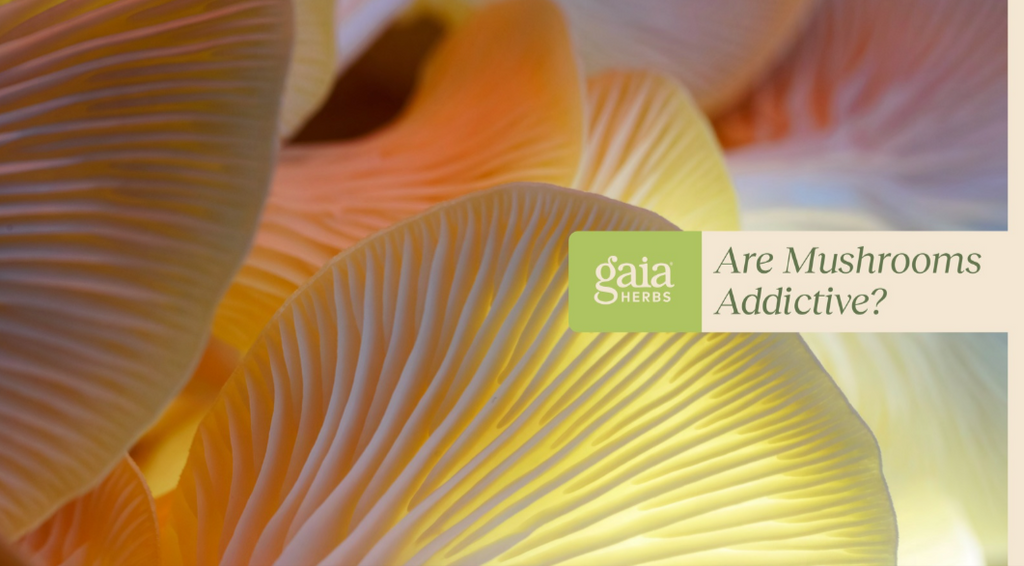 Are all Mushrooms Addictive? The Truth About Lion’s Mane, Turkey Tail ...