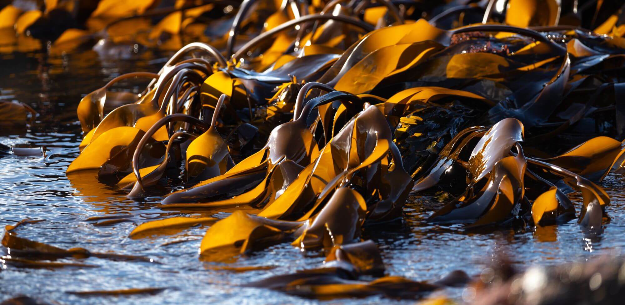 Benefits of Sea Vegetables for Health, Climate, & More