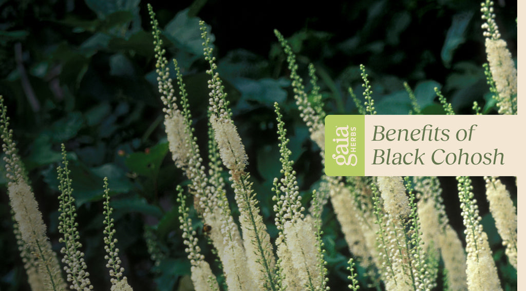 5 Black Cohosh Benefits for Menopause, PMS, & Women’s Health: Gaia Herbs®
