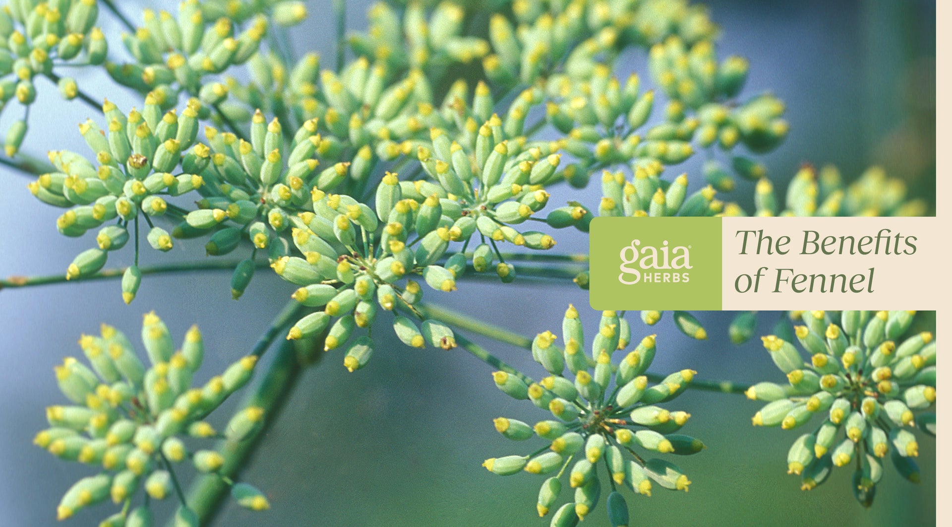 9+ Benefits of Fennel Seed: Gaia Herbs®