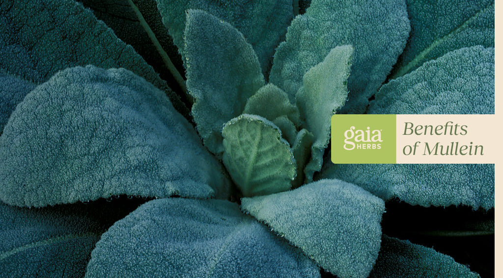 The 5 Benefits of Mullein: Gaia Herbs®