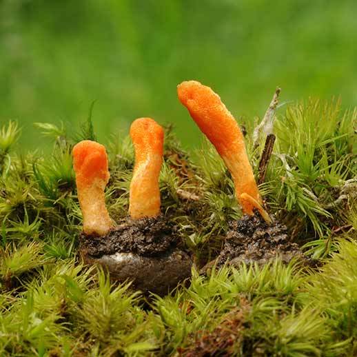 Cordyceps