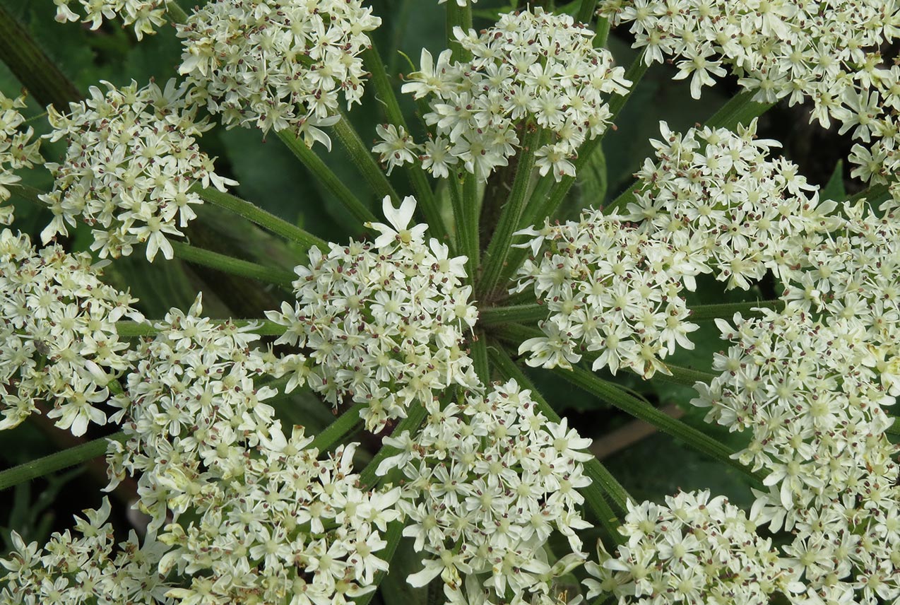 Dong Quai: History, Benefits, Uses & Side Effects | Gaia Herbs