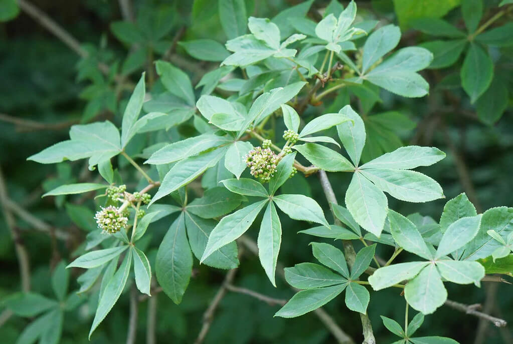 Eleuthero: The History and Benefits of This Adaptogenic Herb