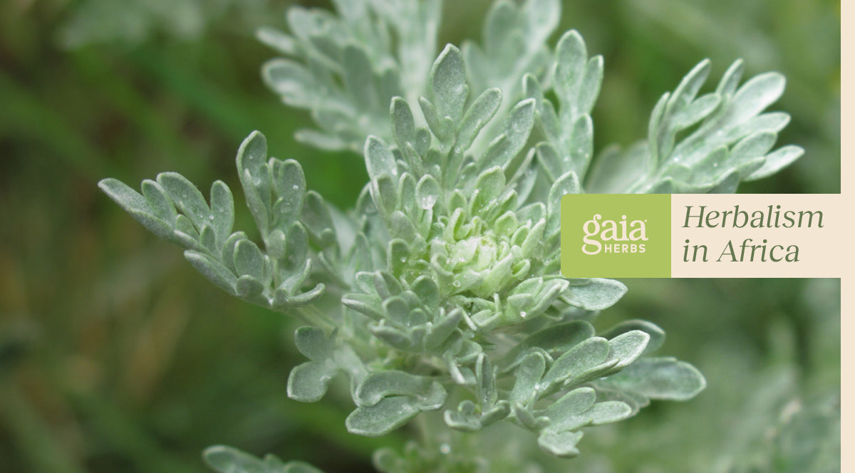 What is Traditional African Medicine? Herbalism in Africa