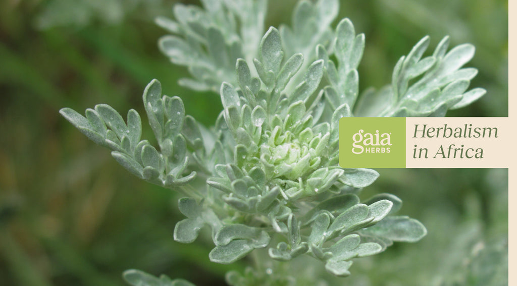 What is Traditional African Medicine? Herbalism in Africa: Gaia Herbs®