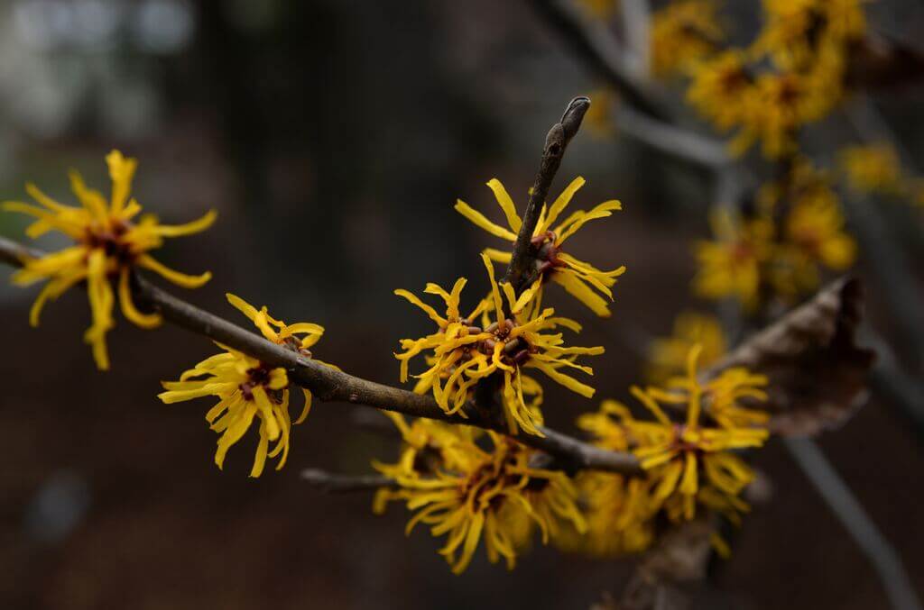 Witch Hazel: Its History, Benefits, and Uses