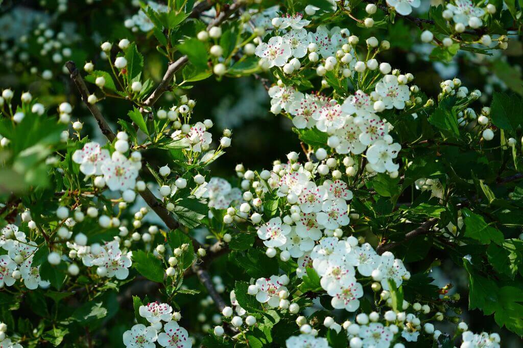 Benefits of Hawthorn: Heart & Cardiovascular Function
