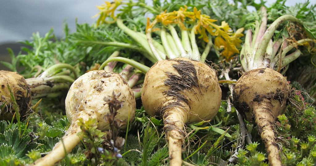 6 Amazing Benefits of Maca Root: Gaia Herbs®