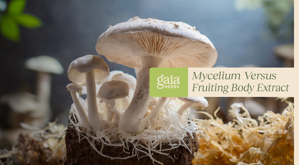 Mushroom Mycelium vs. Fruiting Body Extract: Gaia Herbs®
