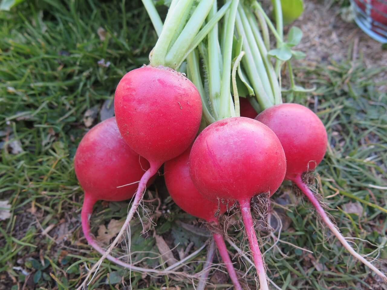 Edible Roots: Discover Their Essential Nutrients and Health Benefits