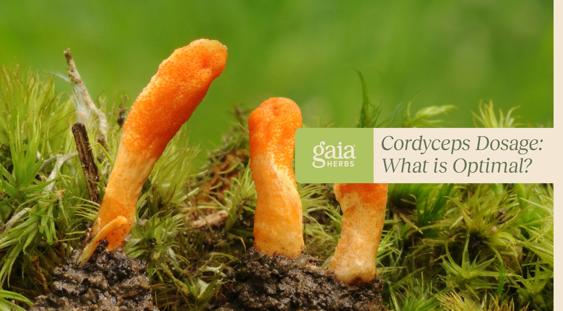 Cordyceps Dosage: What Does Science Say Is Optimal: Gaia Herbs®
