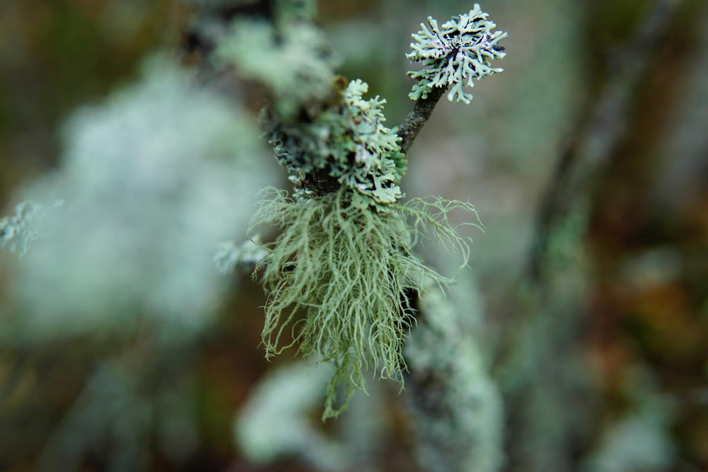 Usnea: Its History, Health Benefits, Uses, and Side Effects: Gaia Herbs®