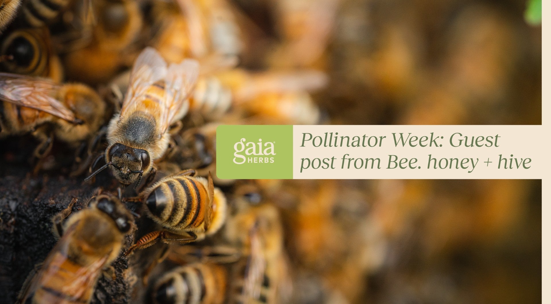 Celebrating Pollinators at the Gaia Herbs Farm: Gaia Herbs®