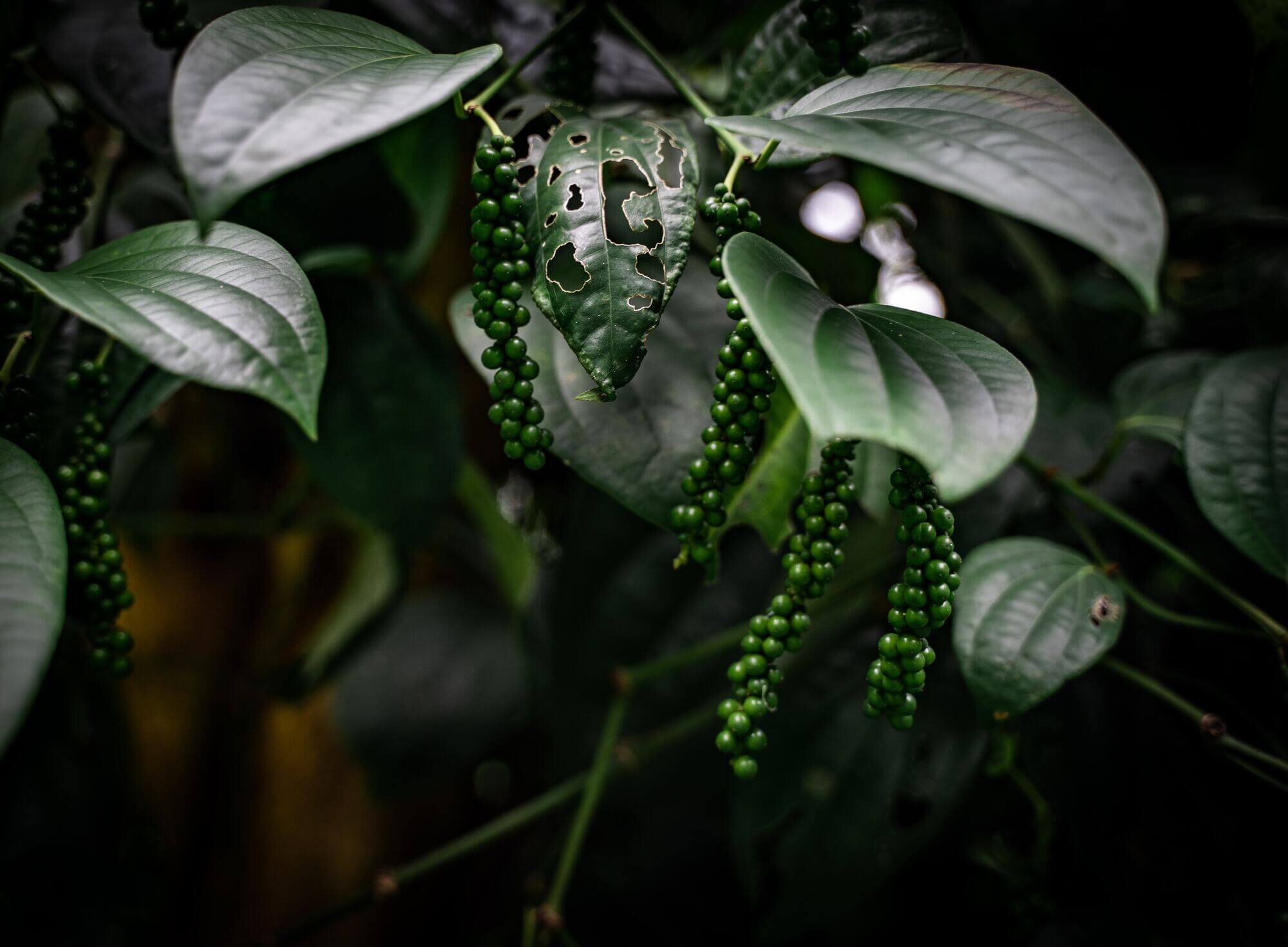 Black Pepper History, Benefits, and Side-Effects