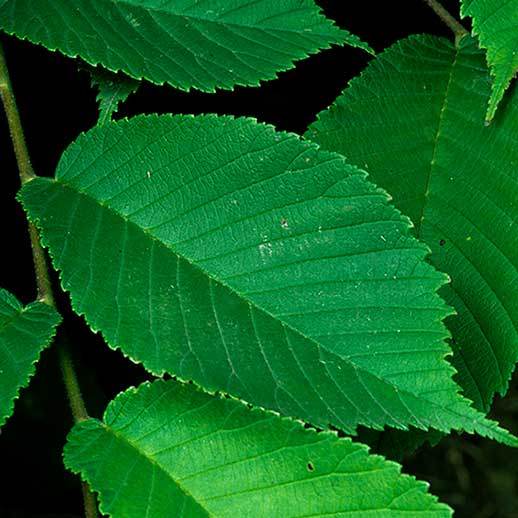 Slippery Elm