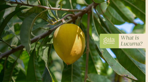 Lucuma: A Healthier Alternative to Common Table Sugar