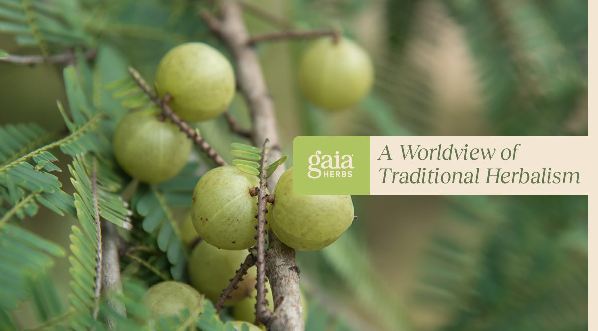 A Guide to Traditional Herbalism Across Cultures: Gaia Herbs®