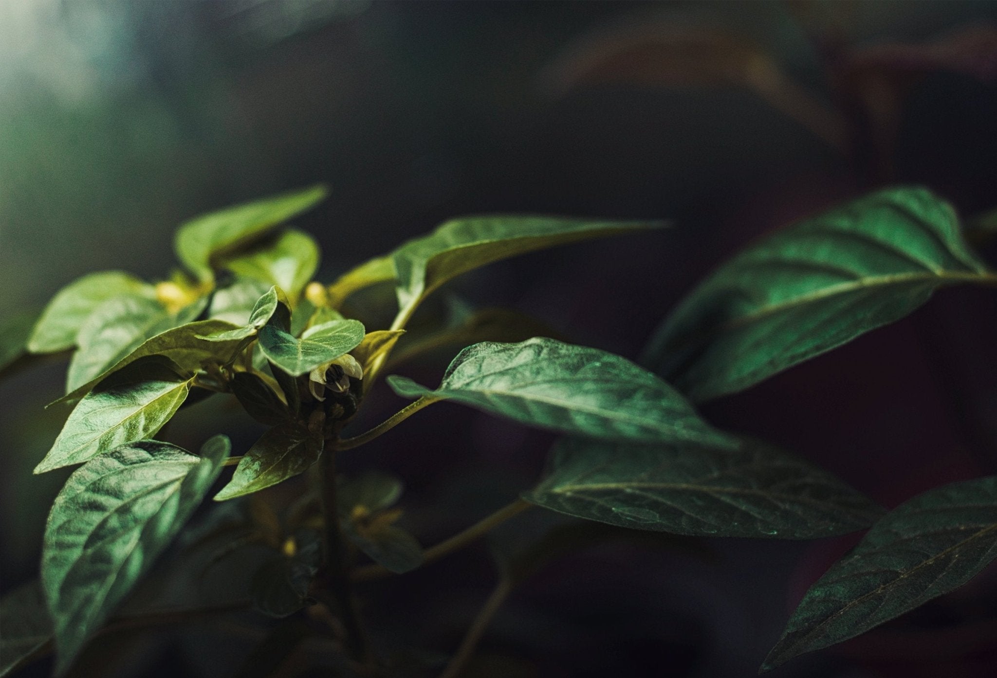 Holy Basil Supplements | Tulsi Blends & Extracts with Holy Basil Leaf