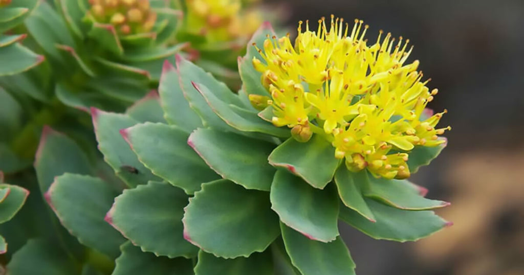 Rhodiola Rosea Supplements: Herbal Capsules, & Extracts: Gaia Herbs®