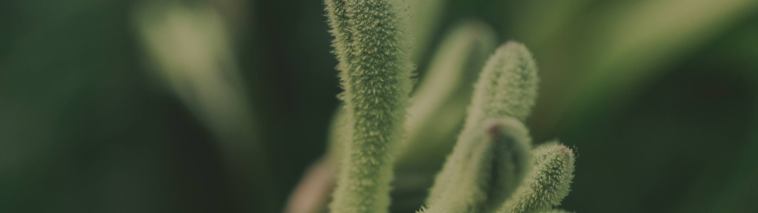 Know Your Gaia Herbs