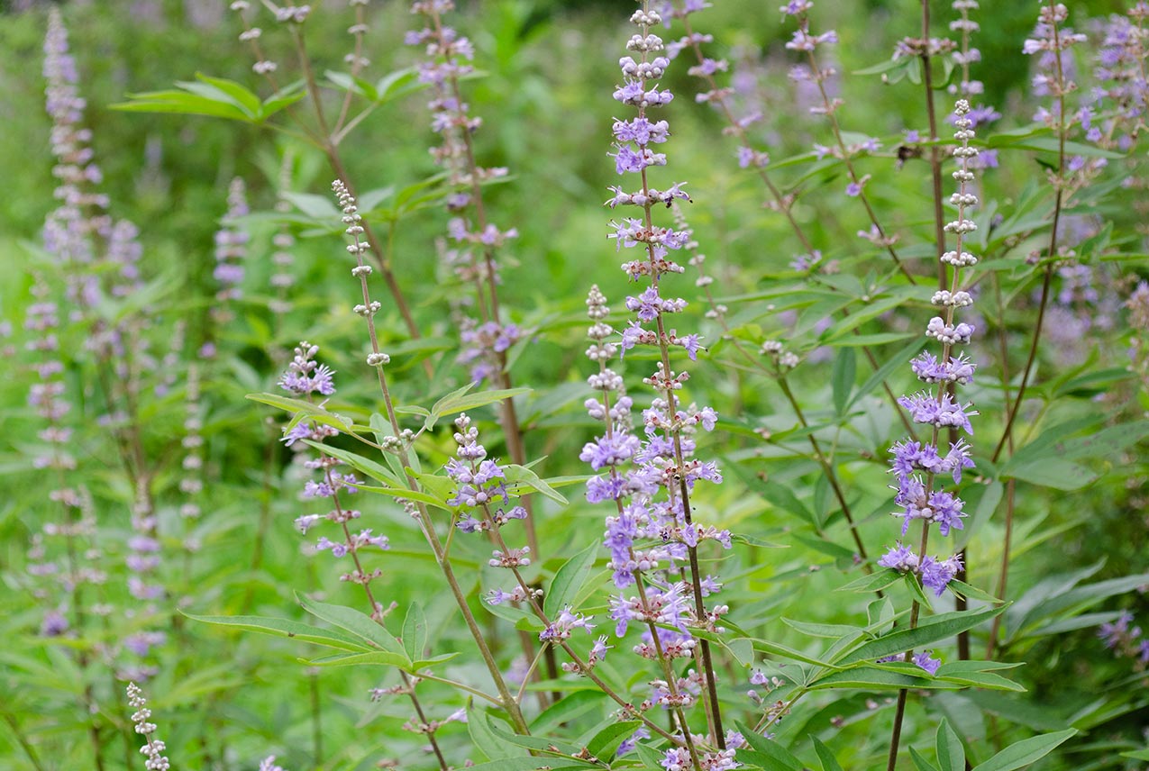 Vitex Chasteberry Hormone Balance Supplement: Gaia Herbs®