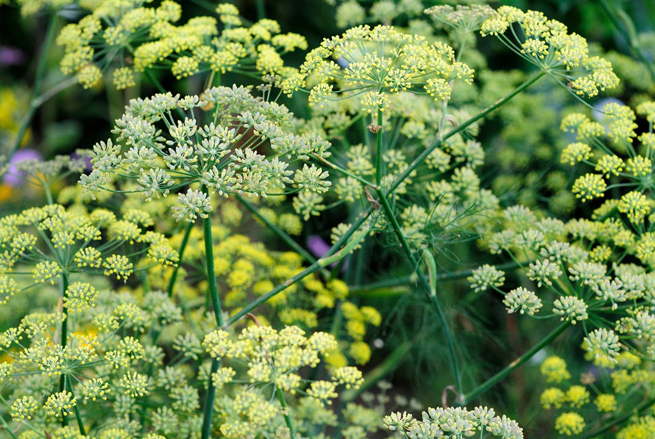 Gas & Bloating Pills for Digestive Support | Gaia Herbs