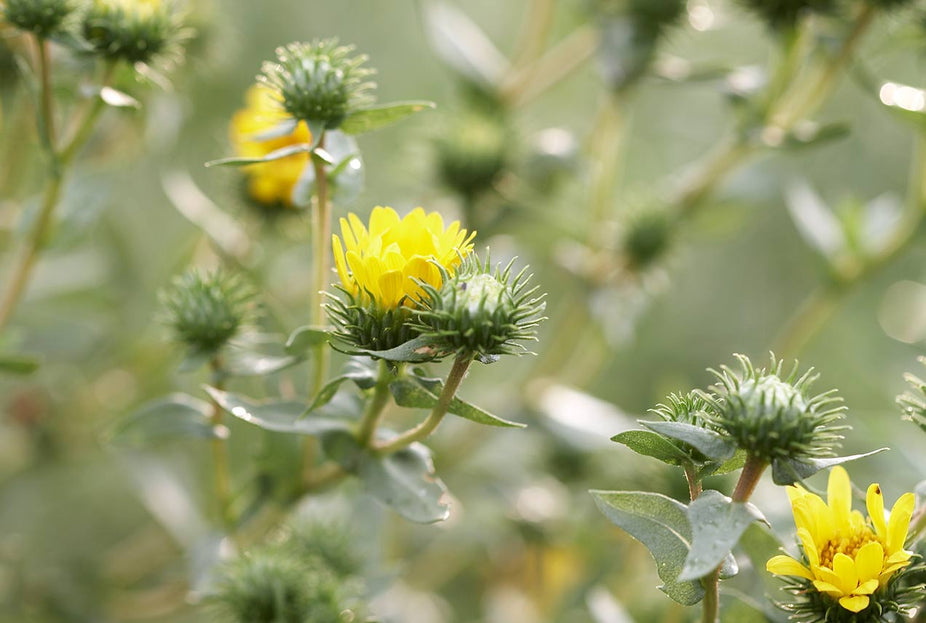 Organic Bronchial Syrup for Kids - Immune Support Syrup