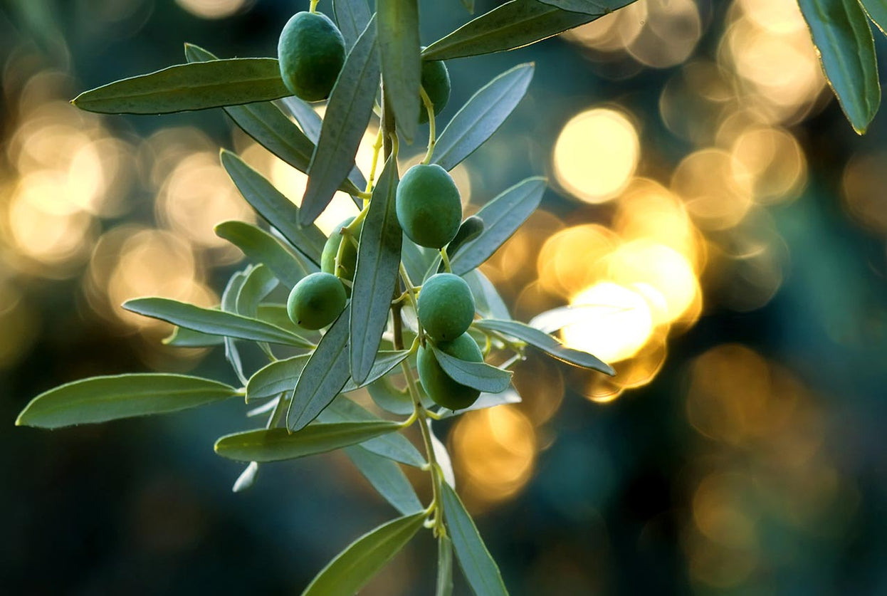Olive Leaf Extract Pills: Maintain Immune System | Gaia Herbs