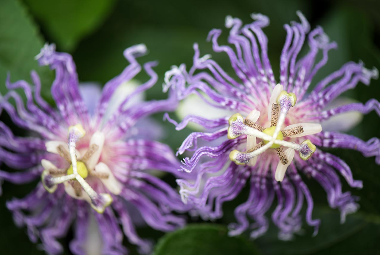 Calm A.S.A.P.: Stress Support Supplement: Gaia Herbs®