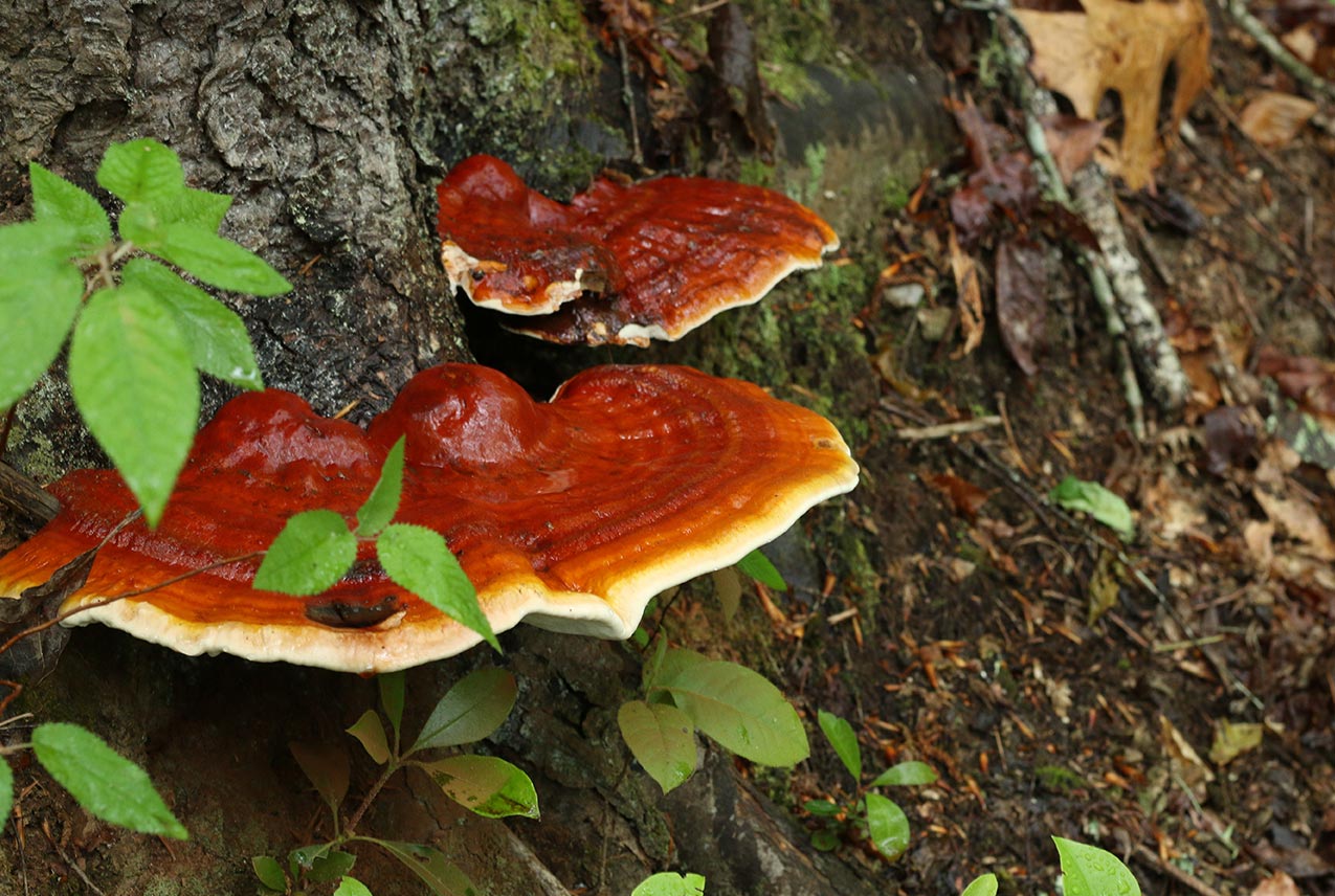 Reishi and Cordyceps Mushroom Pills for Lung Health Support