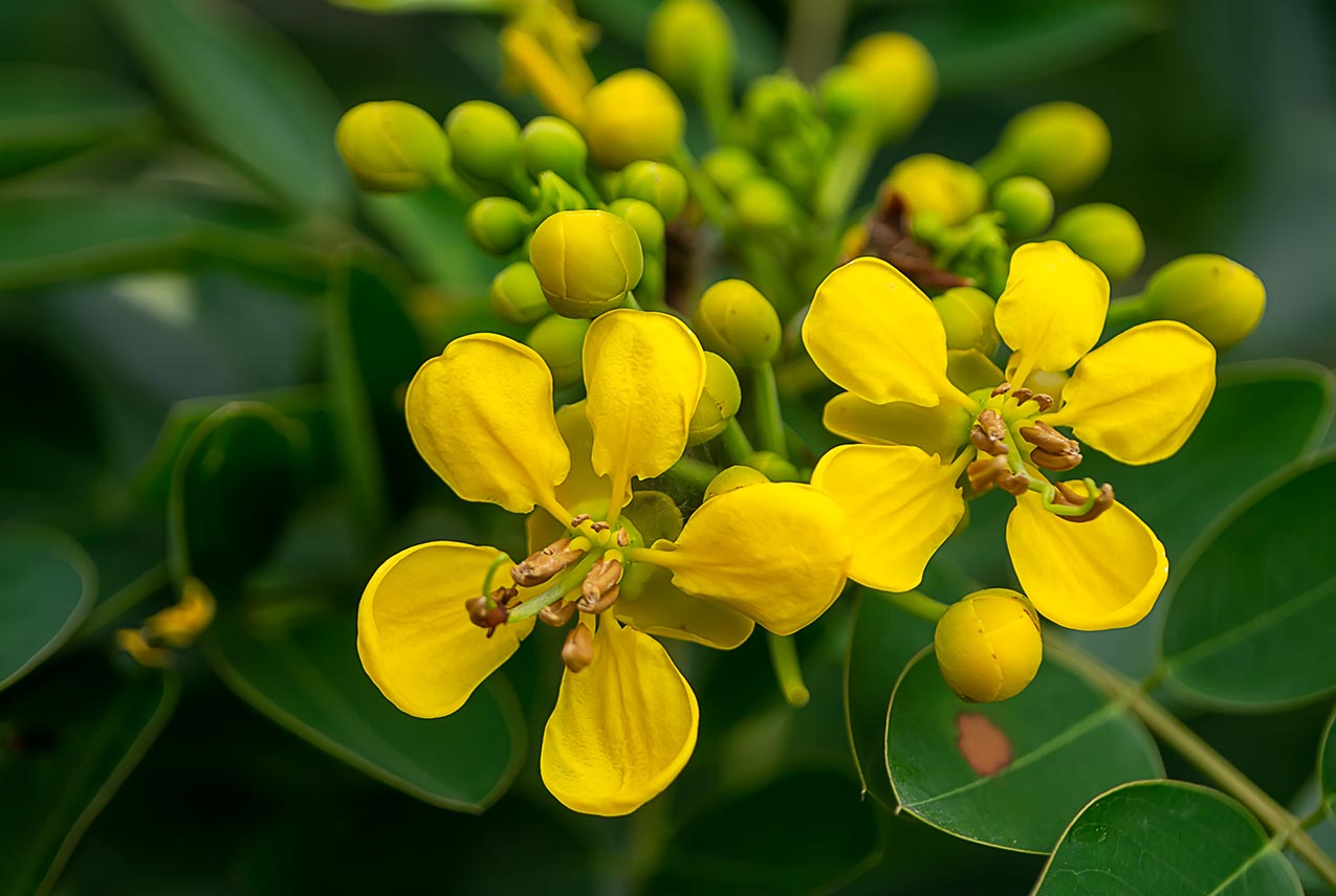 Natural Laxative Pills for Occasional Constipation Relief